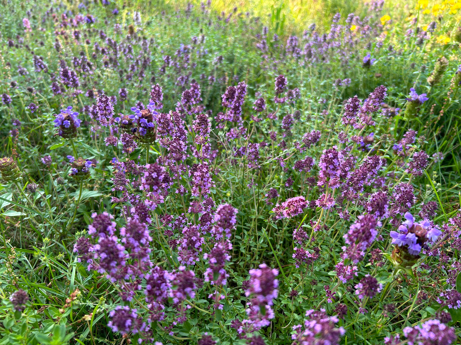 Flawn Seed Kits Blog