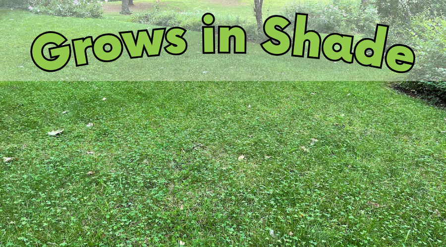 Flowering Lawn Flawn Seed Kits