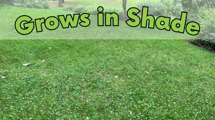 Flowering Lawn Flawn Seed Kits