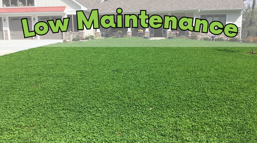 Flowering Lawn Flawn Seed Kits