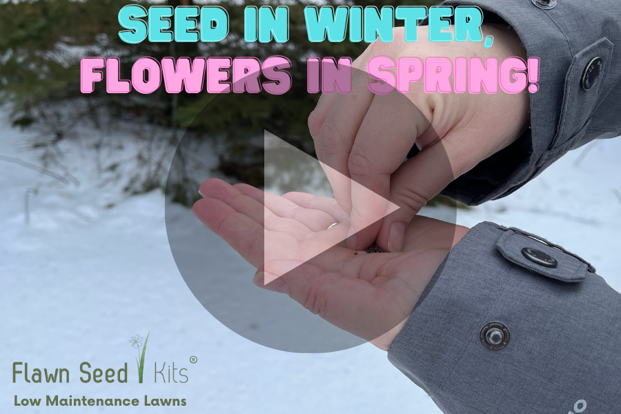 Flowering Lawn Flawn Seed Kits