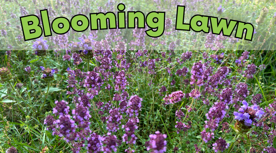 Flowering Lawn Flawn Seed Kits