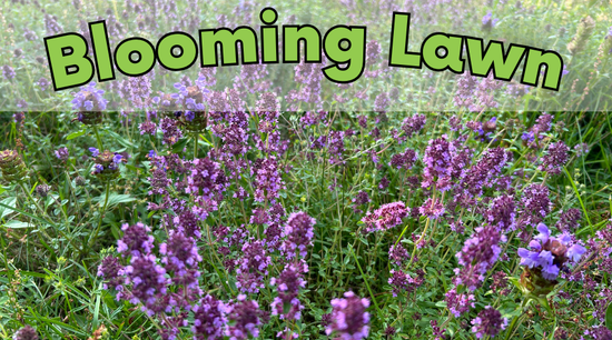 Flowering Lawn Flawn Seed Kits