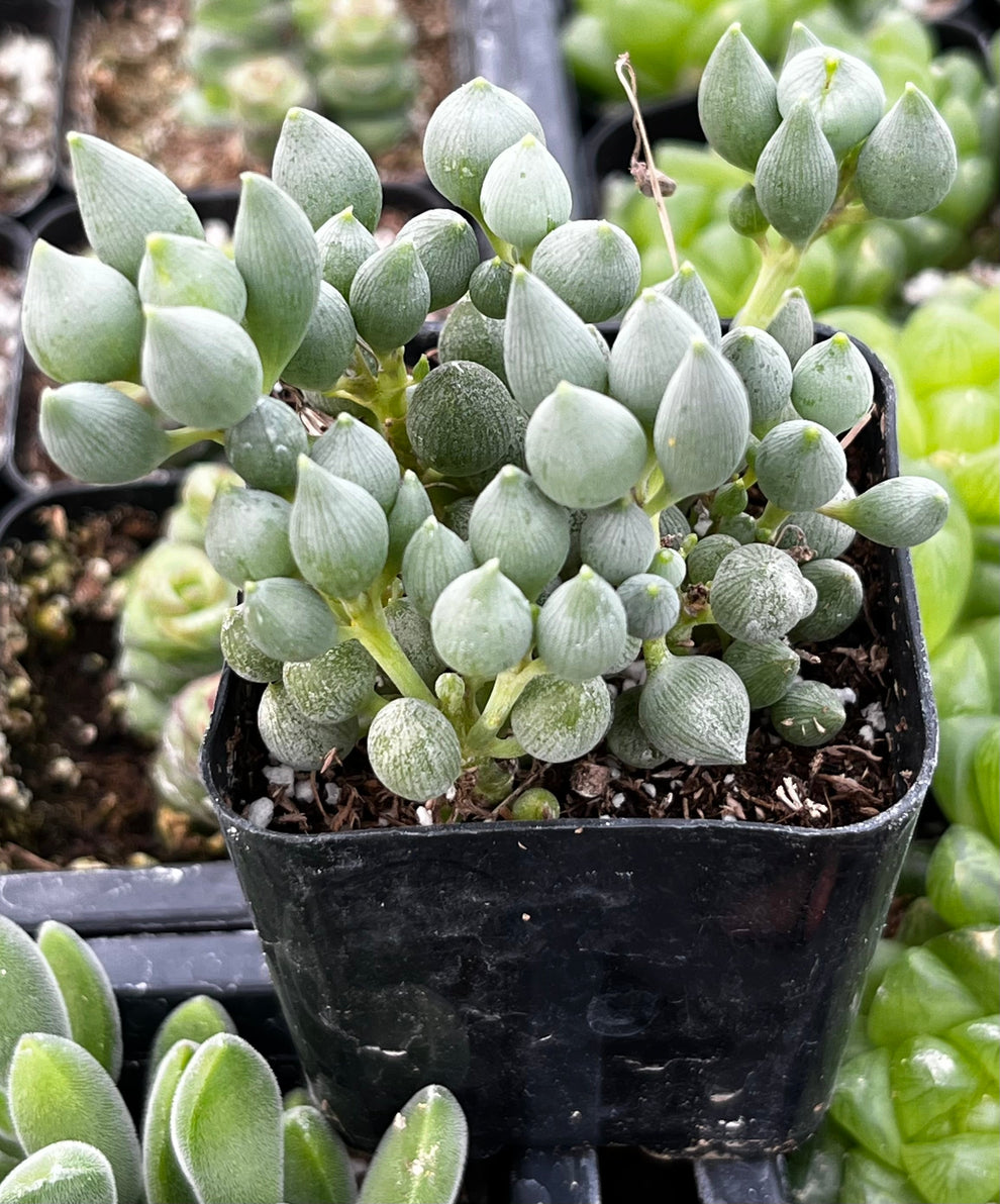 String of Tears – Flawn Seed Kits