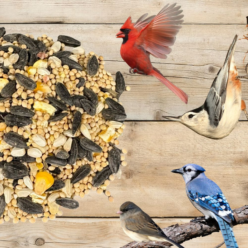 Backyard Birder's Wild Bird Seed Blend – Flawn Seed Kits