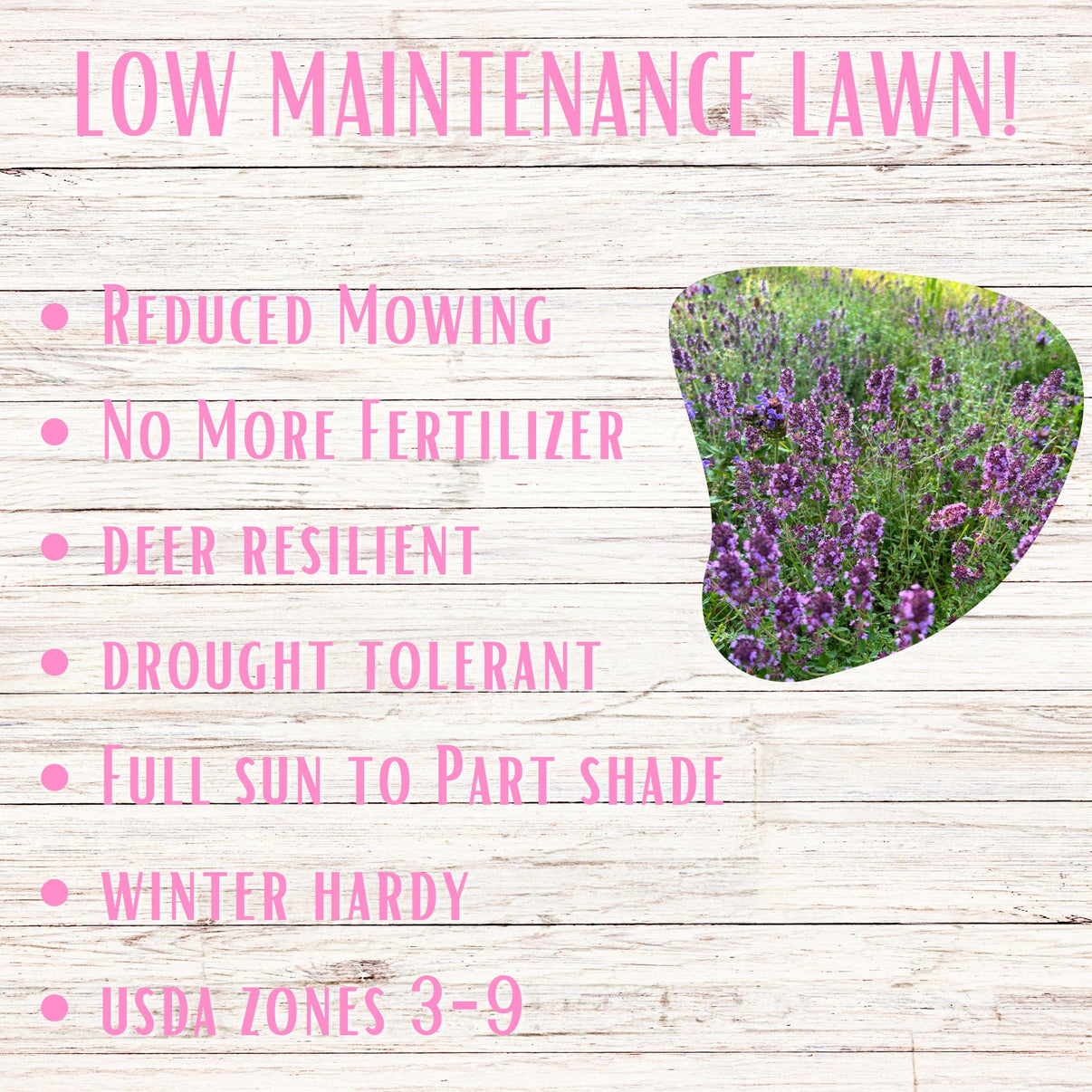 Flawn Seed Creeping Thyme Flowering Lawn Seed - Kid, Pet, Pollinator ...