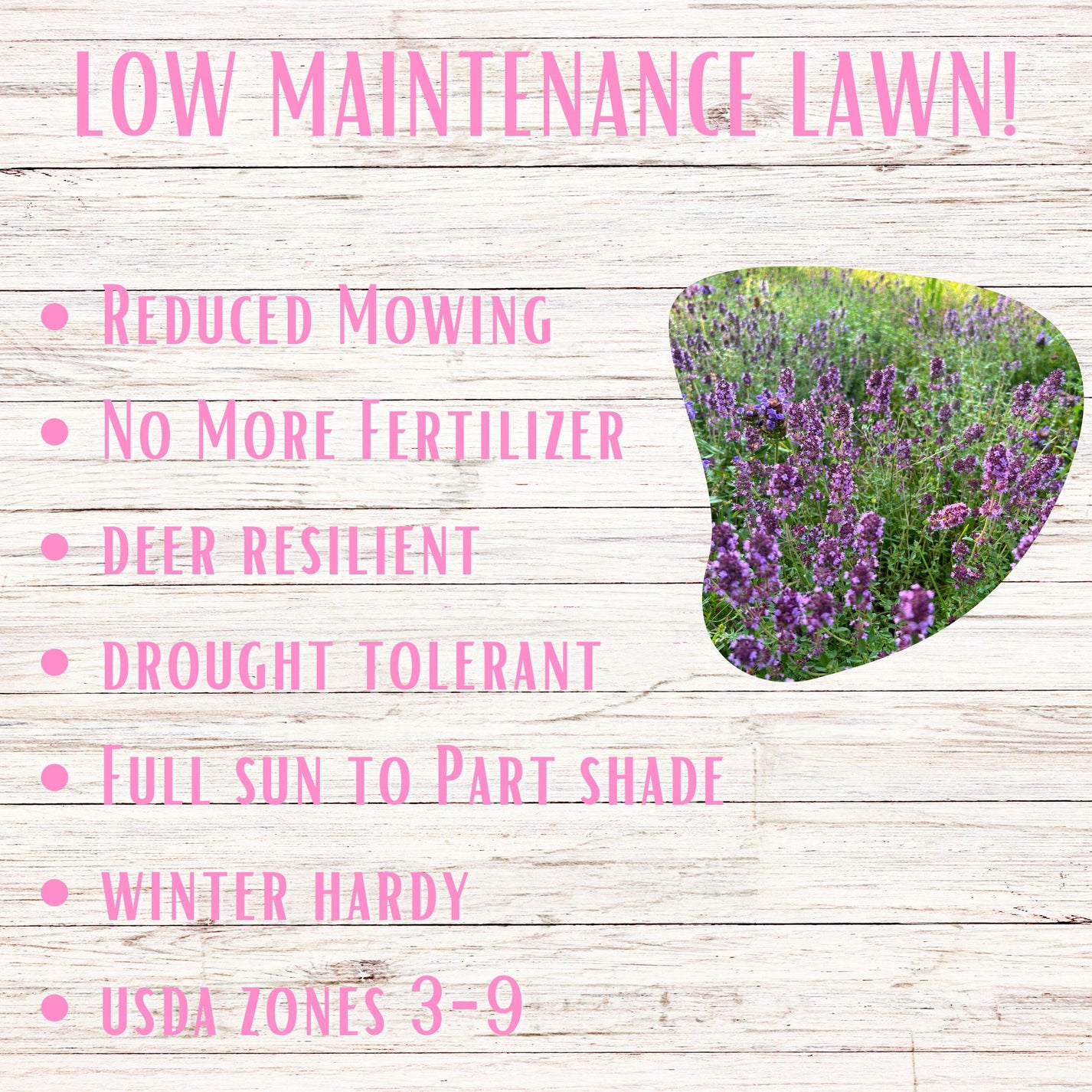 Flawn Seed Creeping Thyme Flowering Lawn Seed - Kid, Pet, Pollinator ...