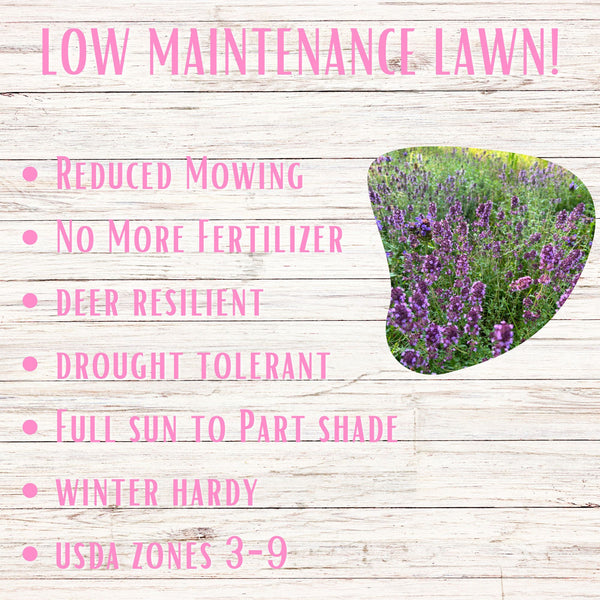 Flawn Seed Creeping Thyme Flowering Lawn Seed - Kid, Pet, Pollinator ...