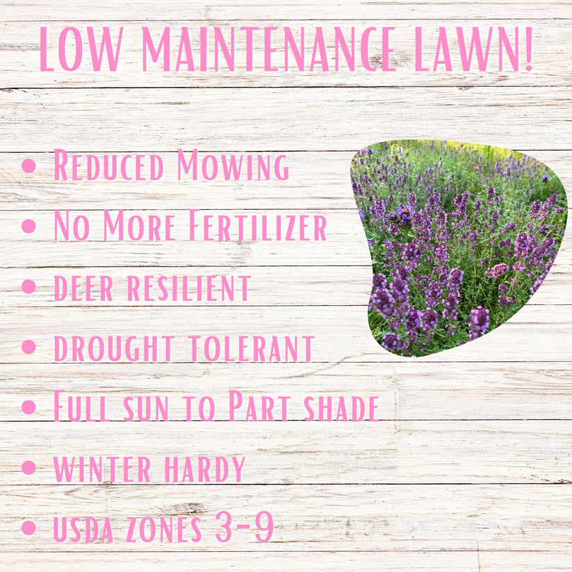 Flawn Seed Creeping Thyme Flowering Lawn Seed - Kid, Pet, Pollinator ...