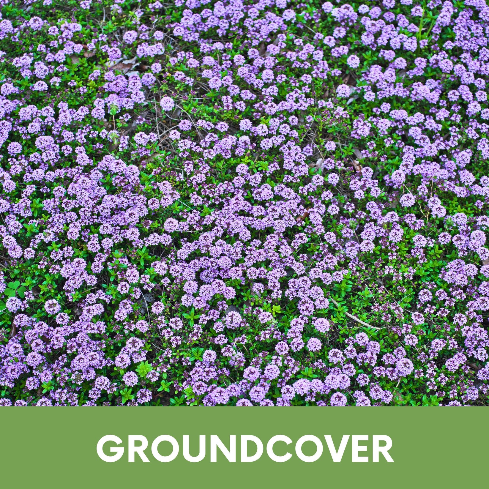 Flawn Seed Creeping Thyme Flowering Lawn Seed - Kid, Pet, Pollinator ...