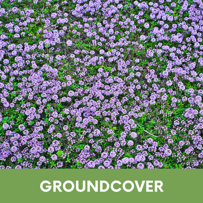 Flawn Seed Creeping Thyme Flowering Lawn Seed - Kid, Pet, Pollinator ...
