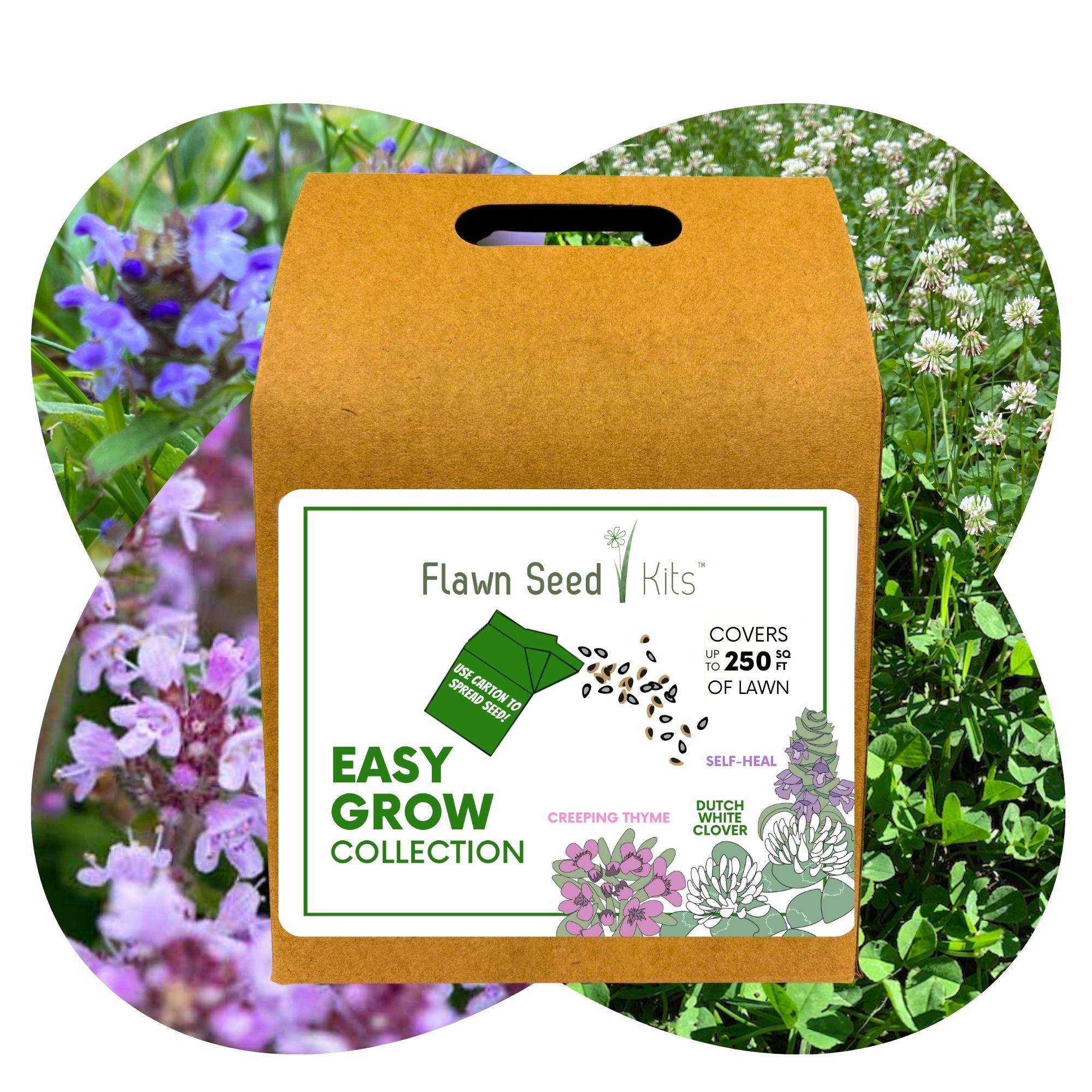 Easy Grow Flowering Bee Lawn Seed Kit - Kid, Pet, Pollinator & Eco ...