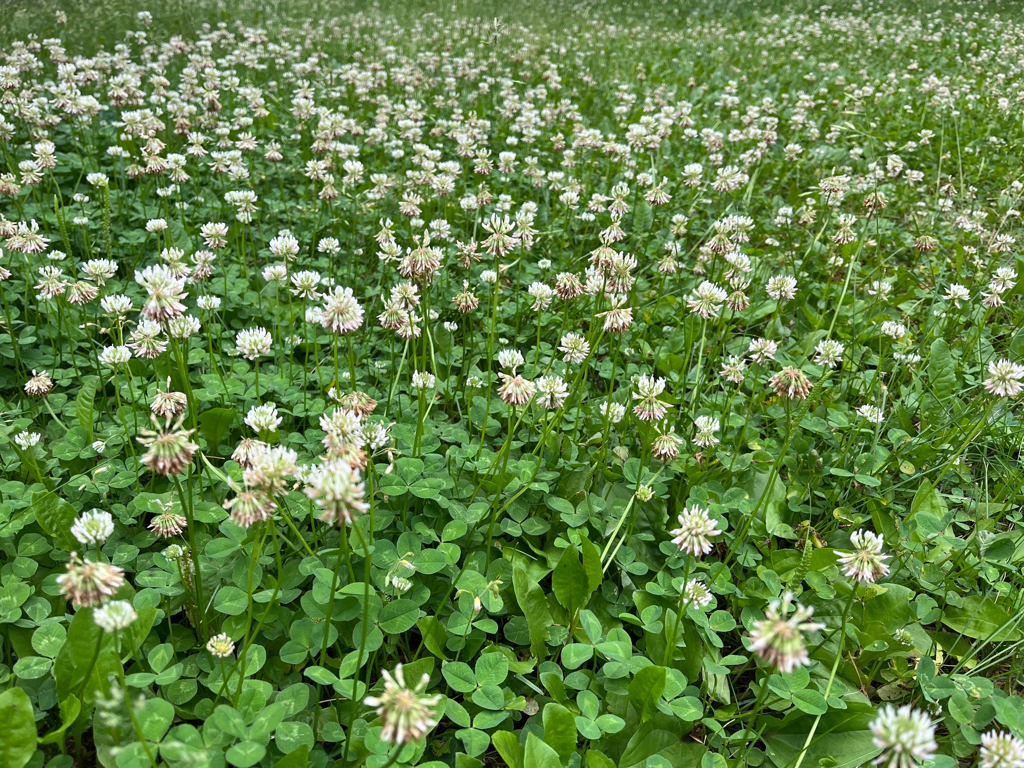 Flowering Lawn Flawn Seed Kits