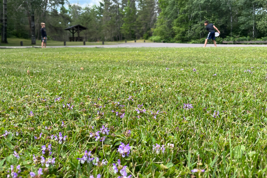 Flowering Lawn Flawn Seed Kits