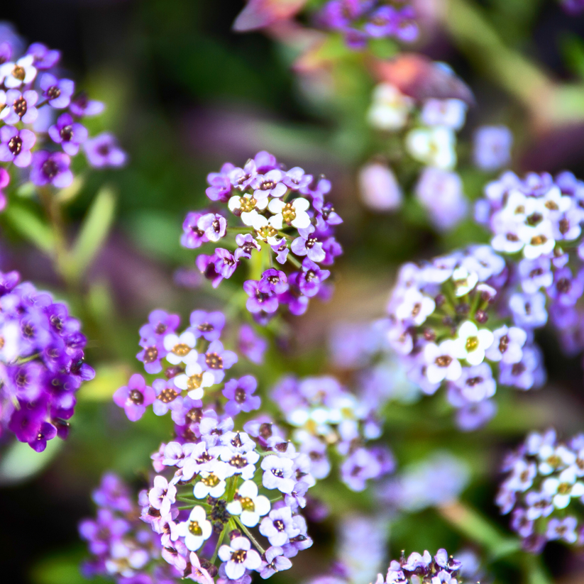 Flawn Seed Sweet Alyssum Royal Carpet Flowering Lawn Seed - Kid, Pet ...