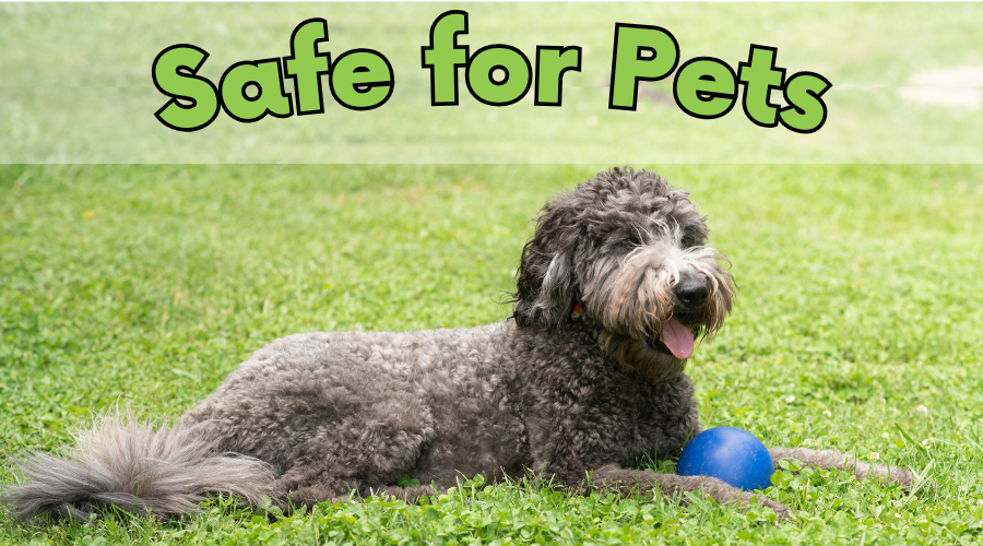 Flowering Lawn Flawn Seed Kits