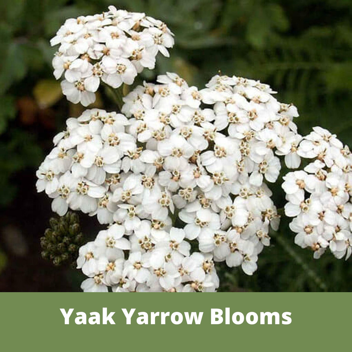 Flawn Seed White Yarrow Flowering Lawn Seed - Kid, Pet, Pollinator ...
