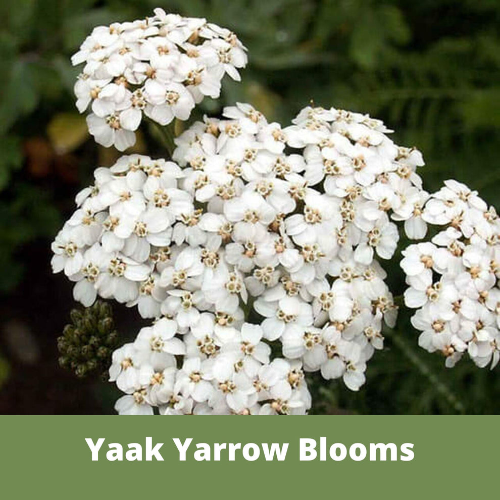 Flawn Seed White Yarrow Flowering Lawn Seed - Kid, Pet, Pollinator ...