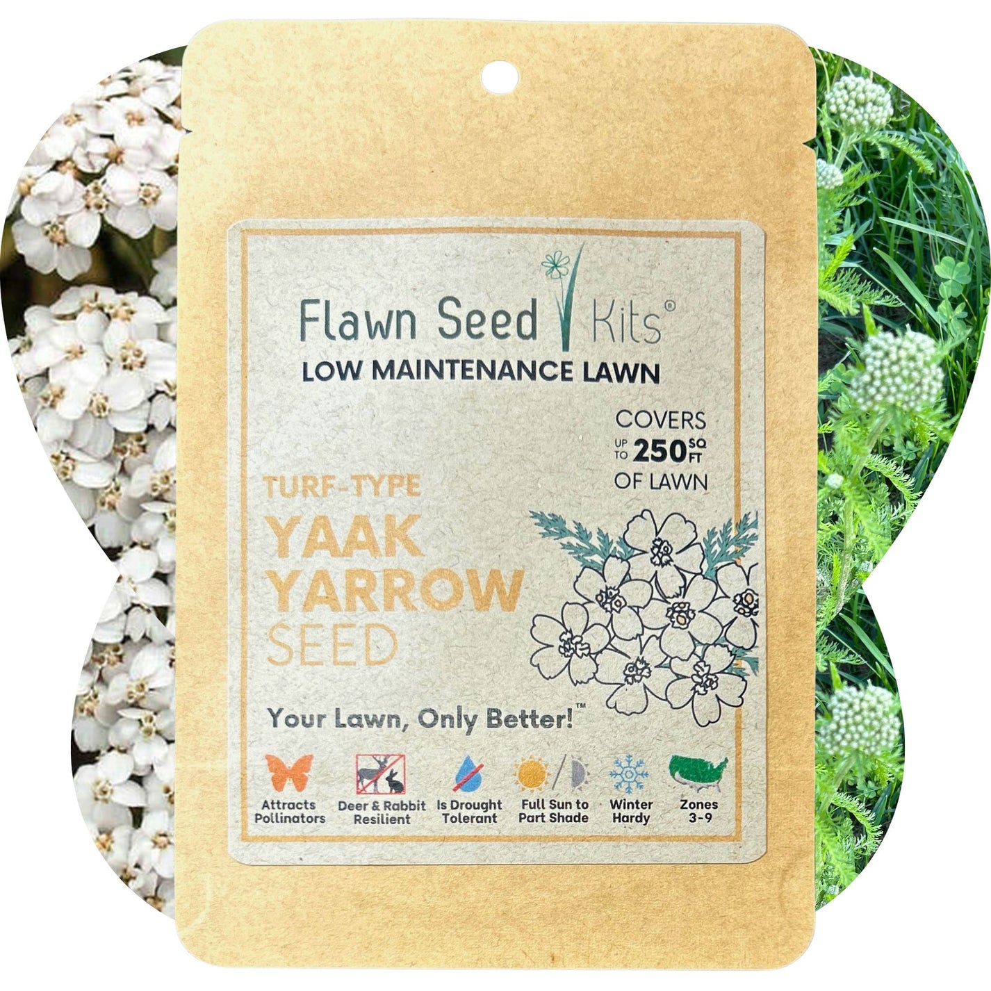 Flawn Seed White Yarrow Flowering Lawn Seed - Kid, Pet, Pollinator ...